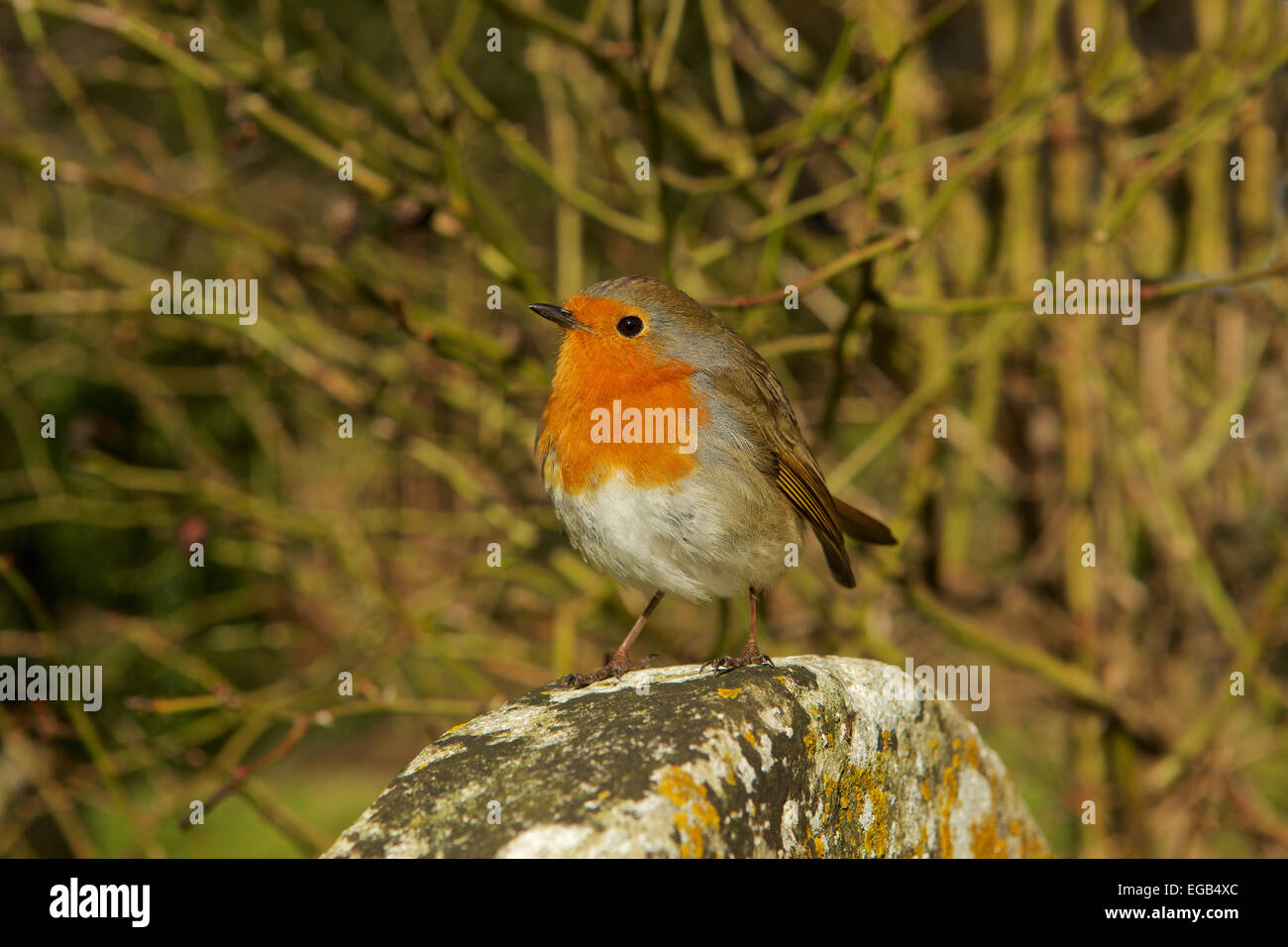 Puffed robin hi-res stock photography and images - Alamy