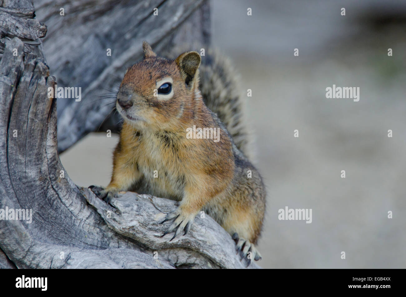 Scared squirrel hi-res stock photography and images - Alamy