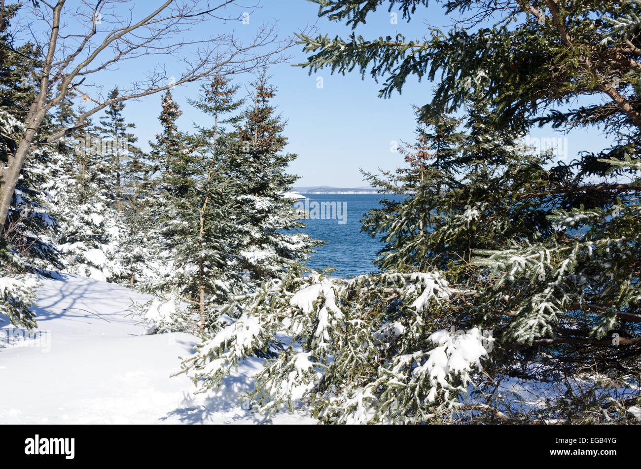 Looking through snow-covered spruce trees over Frenchman's Bay in ...