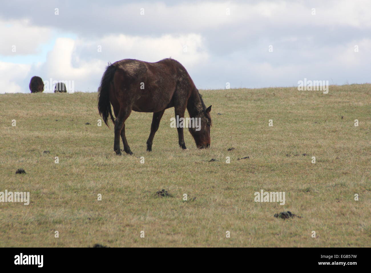 Horse grazing on dry, short, grass on a hilly meadow on a snowless ...