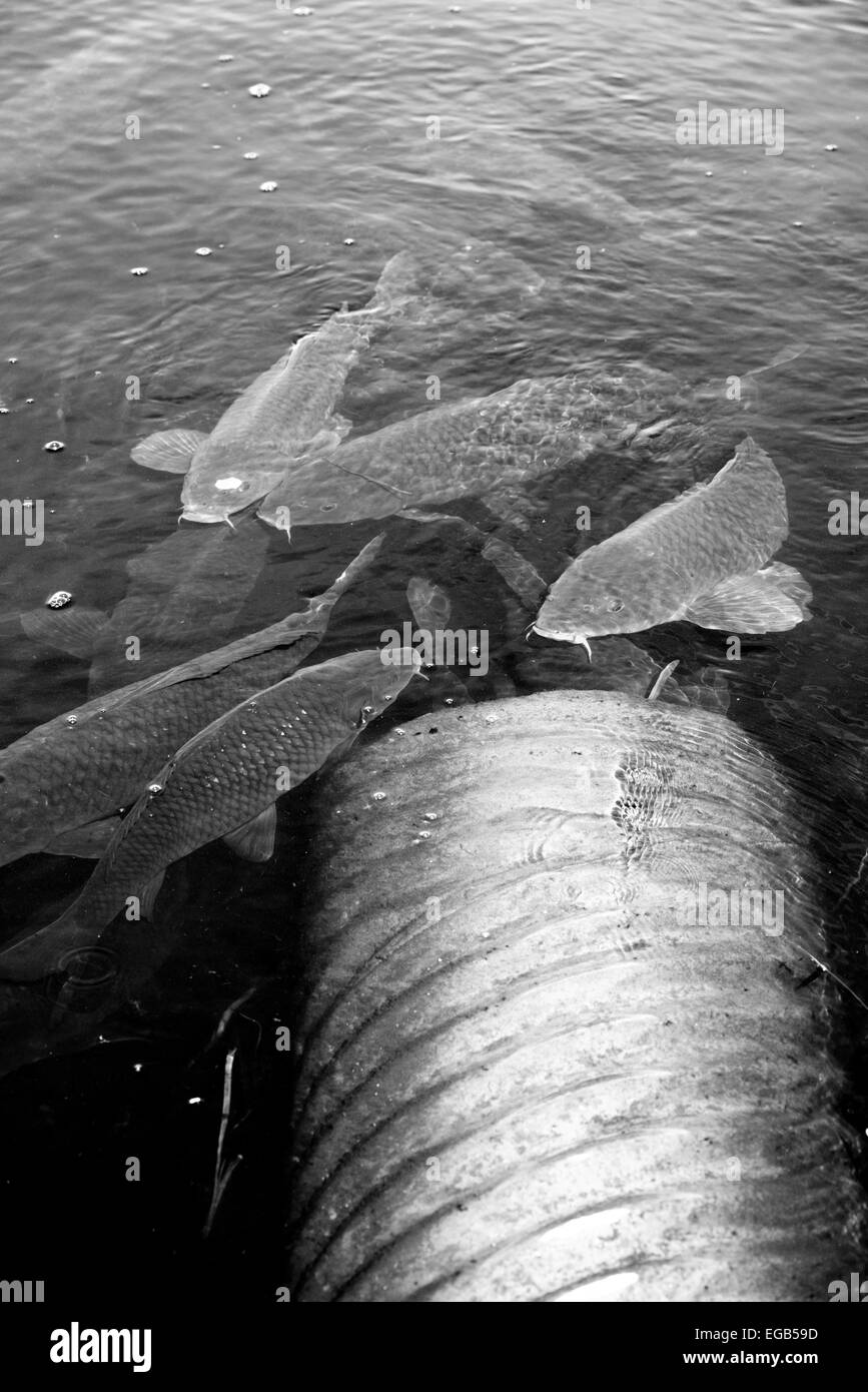 Culvert animal hi-res stock photography and images - Alamy