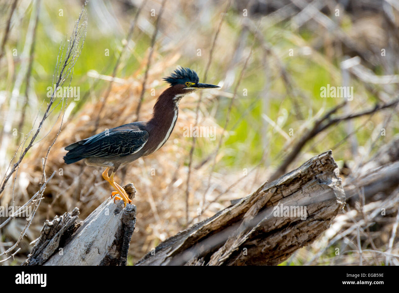 A green heron displays its wonderful crest Stock Photo - Alamy