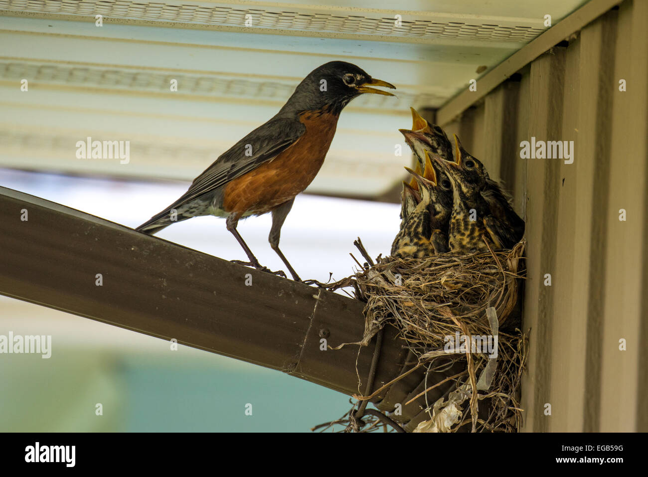 Baby robins hi-res stock photography and images - Alamy