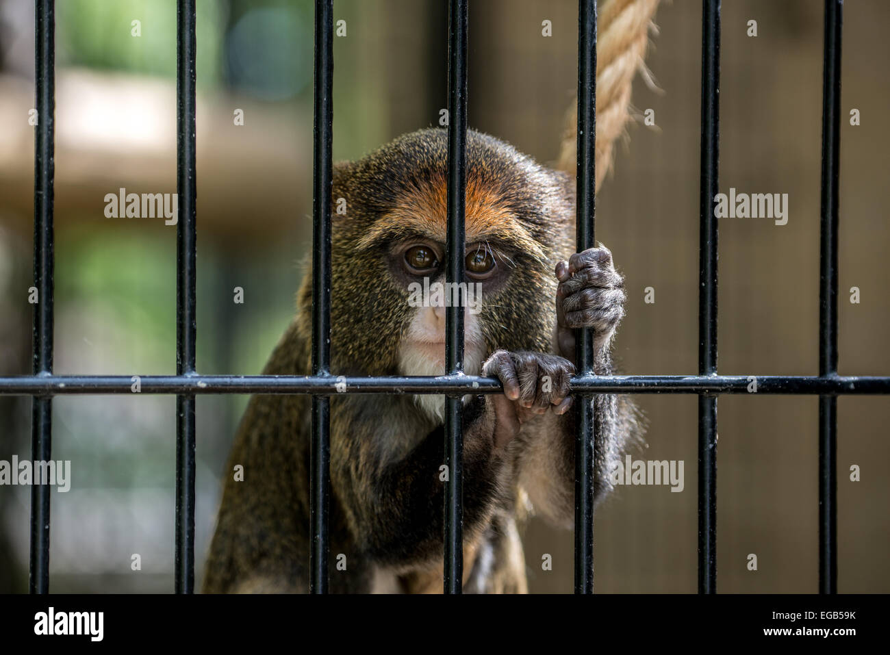 Monkey trapped in cage hi-res stock photography and images - Alamy