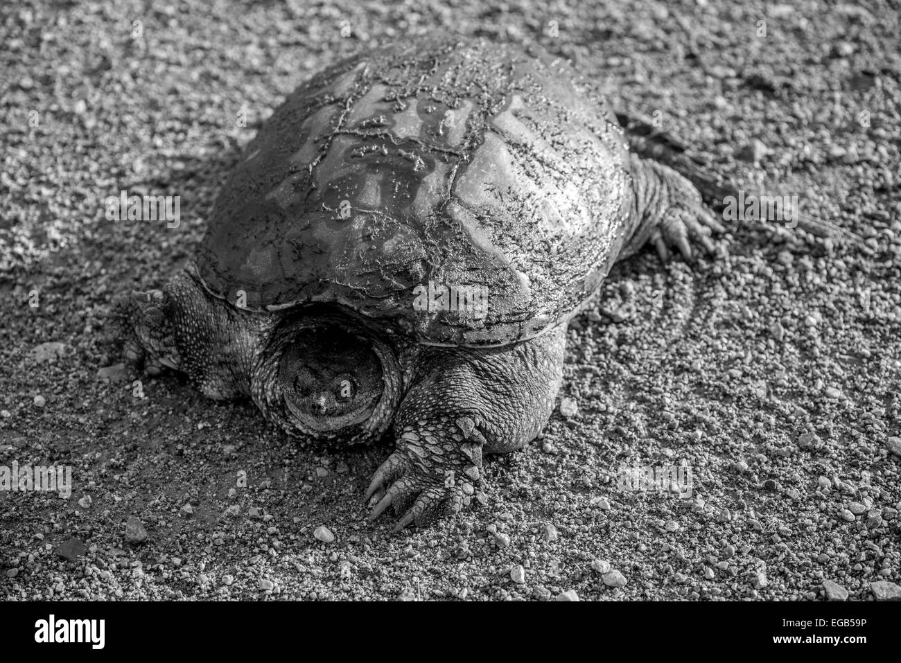 Snapping turtle Black and White Stock Photos & Images - Alamy