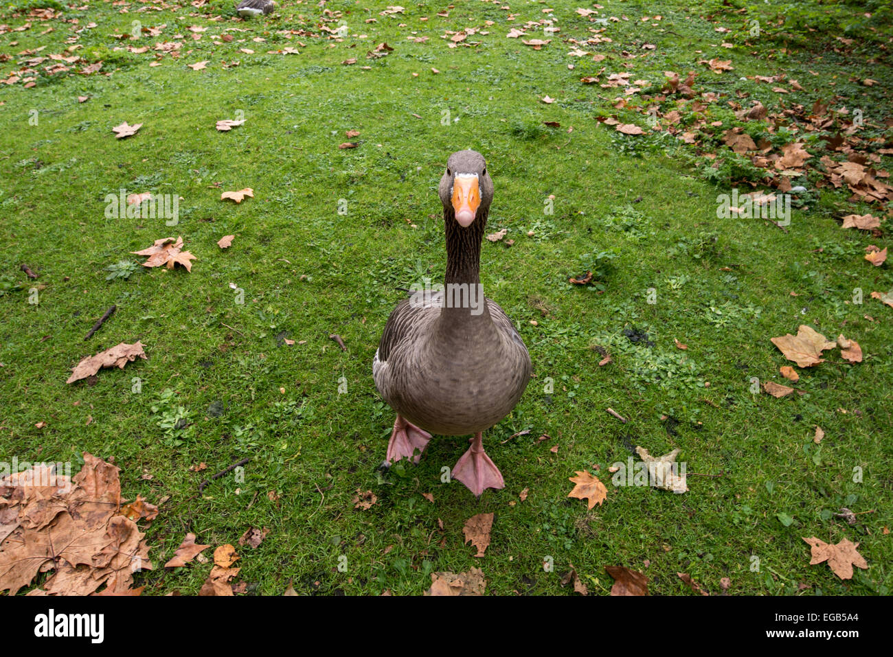 Goose looking camera hi-res stock photography and images - Alamy