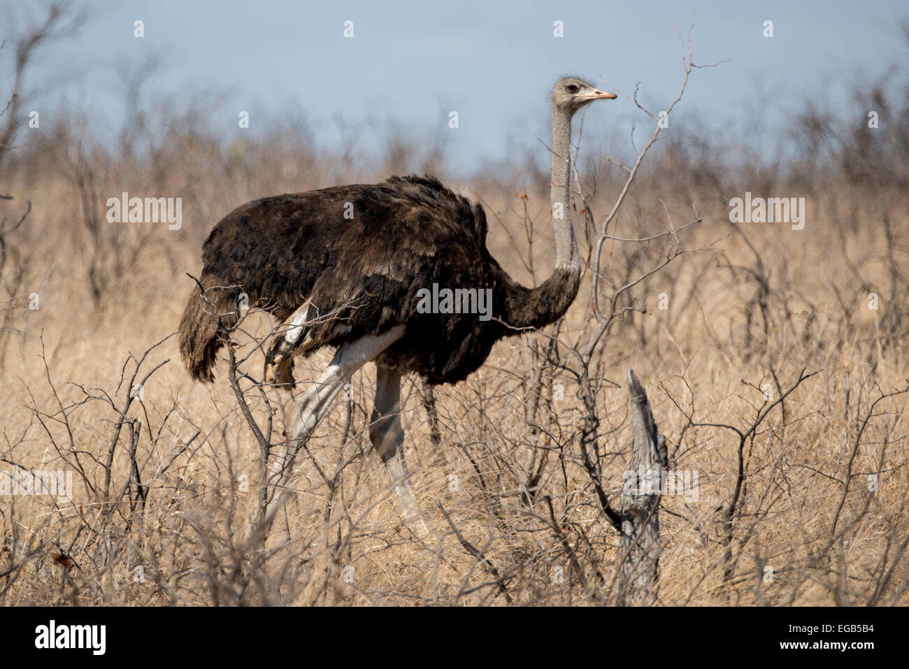 Male ostrich walking hi-res stock photography and images - Alamy