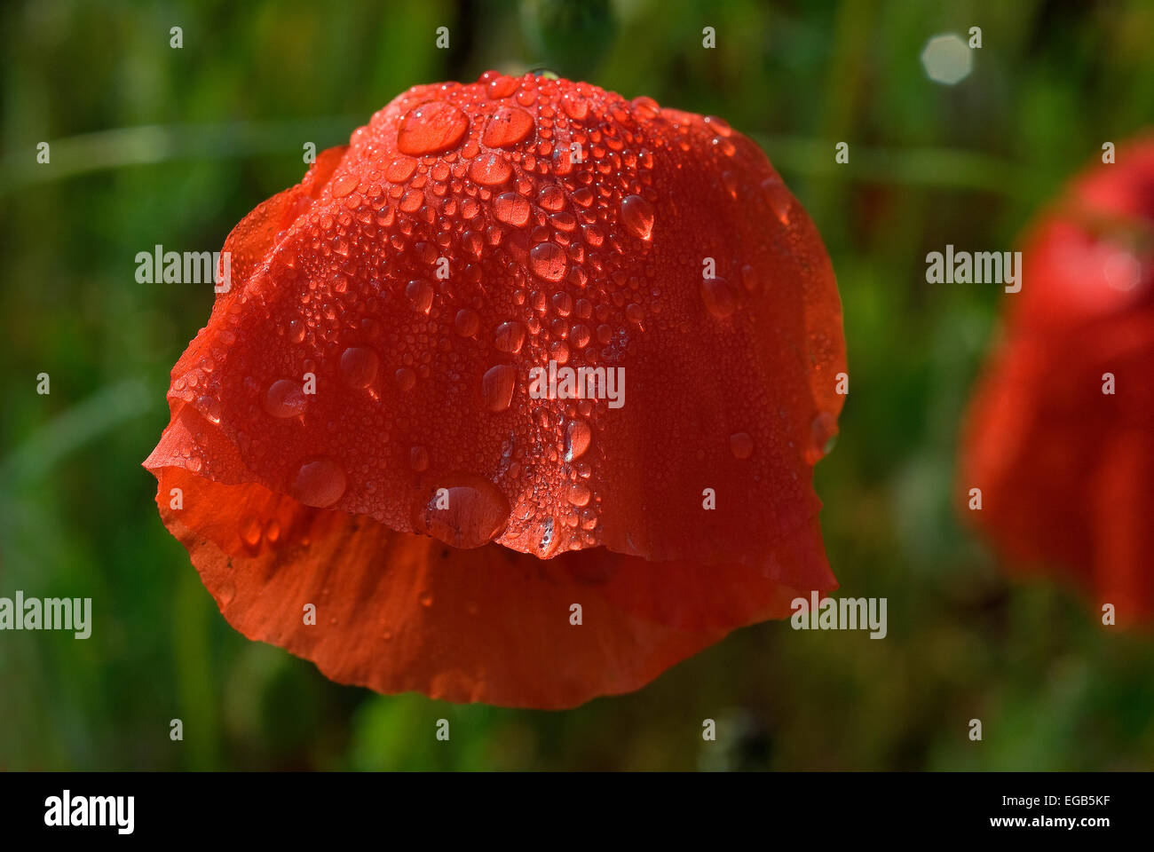 Red poppy with dew drops, Papaver rhoeas, Umbria, Italy Stock Photo - Alamy
