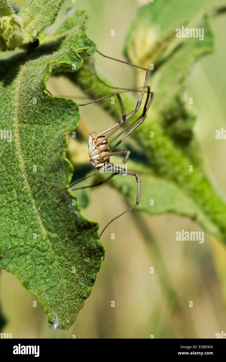 Common harvestman (Phalangium opilio) on a leaf, Tuscany, Italy Stock ...