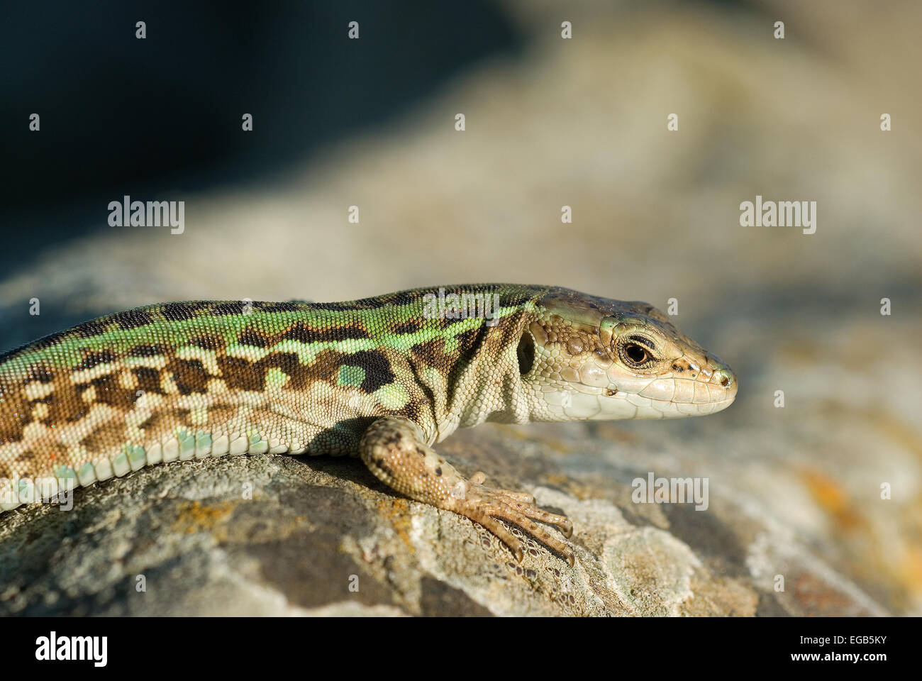 Italian wall lizard or ruin lizard (Podarcis sicula), Isola Maggiore ...