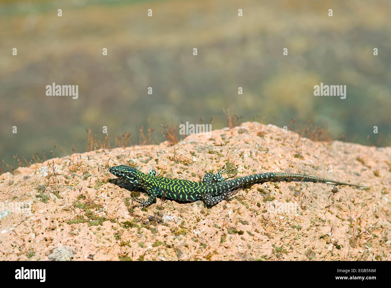 Rome wall lizard hi-res stock photography and images - Alamy