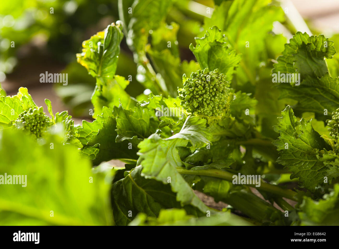 Organic Raw Green Broccoli Rabe Rapini on a Background Stock Photo - Alamy