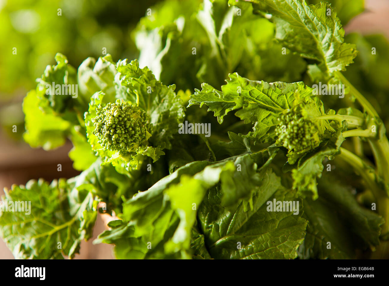 Broccoli raab hi-res stock photography and images - Alamy