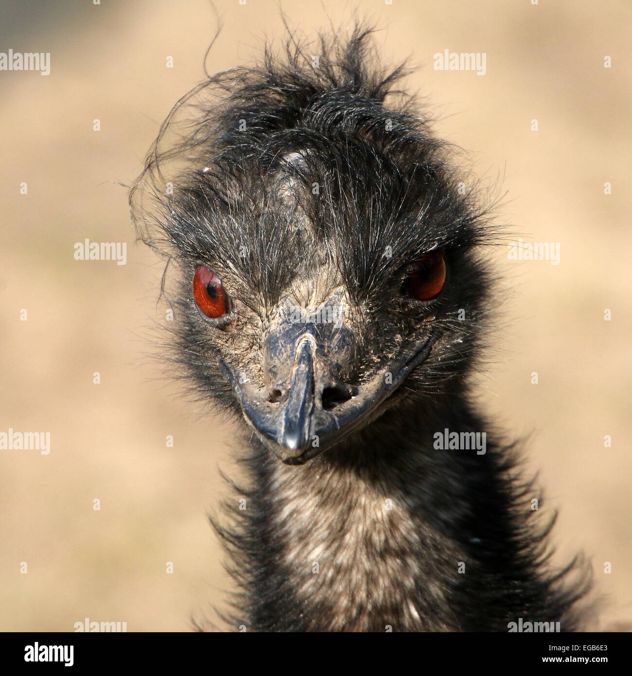 Emu head portrait hi-res stock photography and images - Alamy