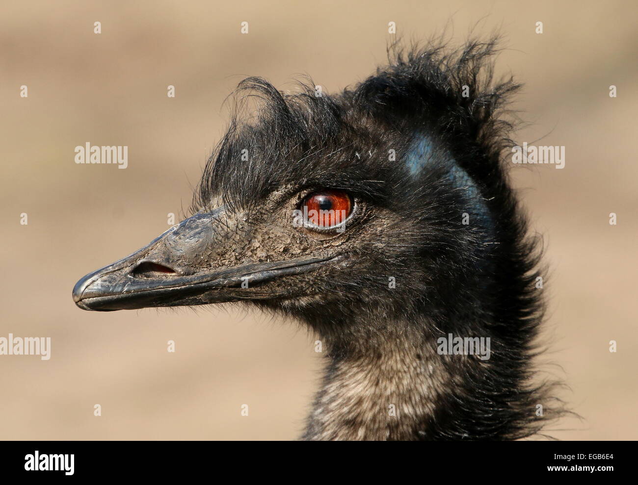 Detailed close-up of the head of a mature Australian Emu (Dromaius ...