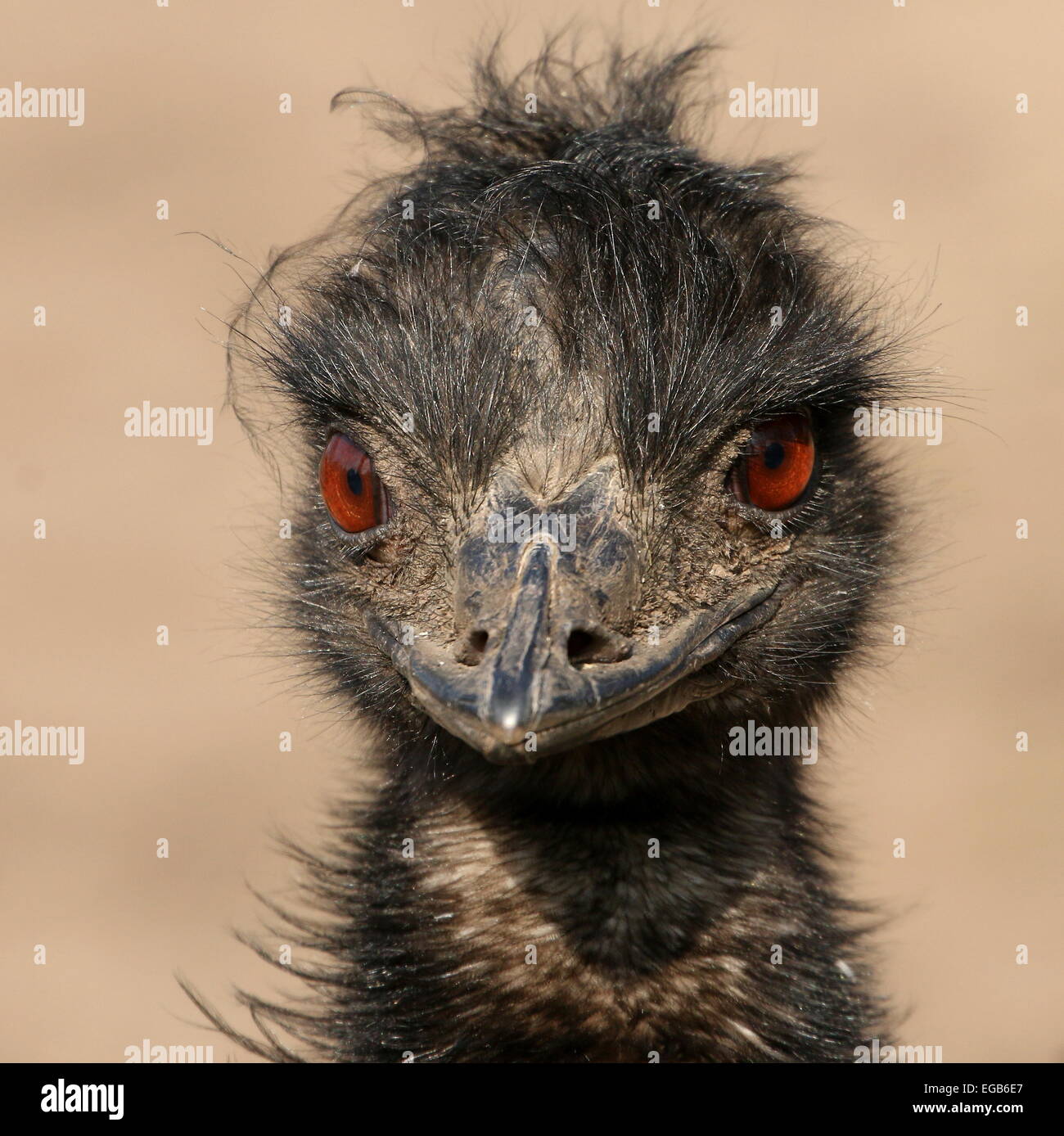 Funny bird posing for the shot hi-res stock photography and images - Alamy