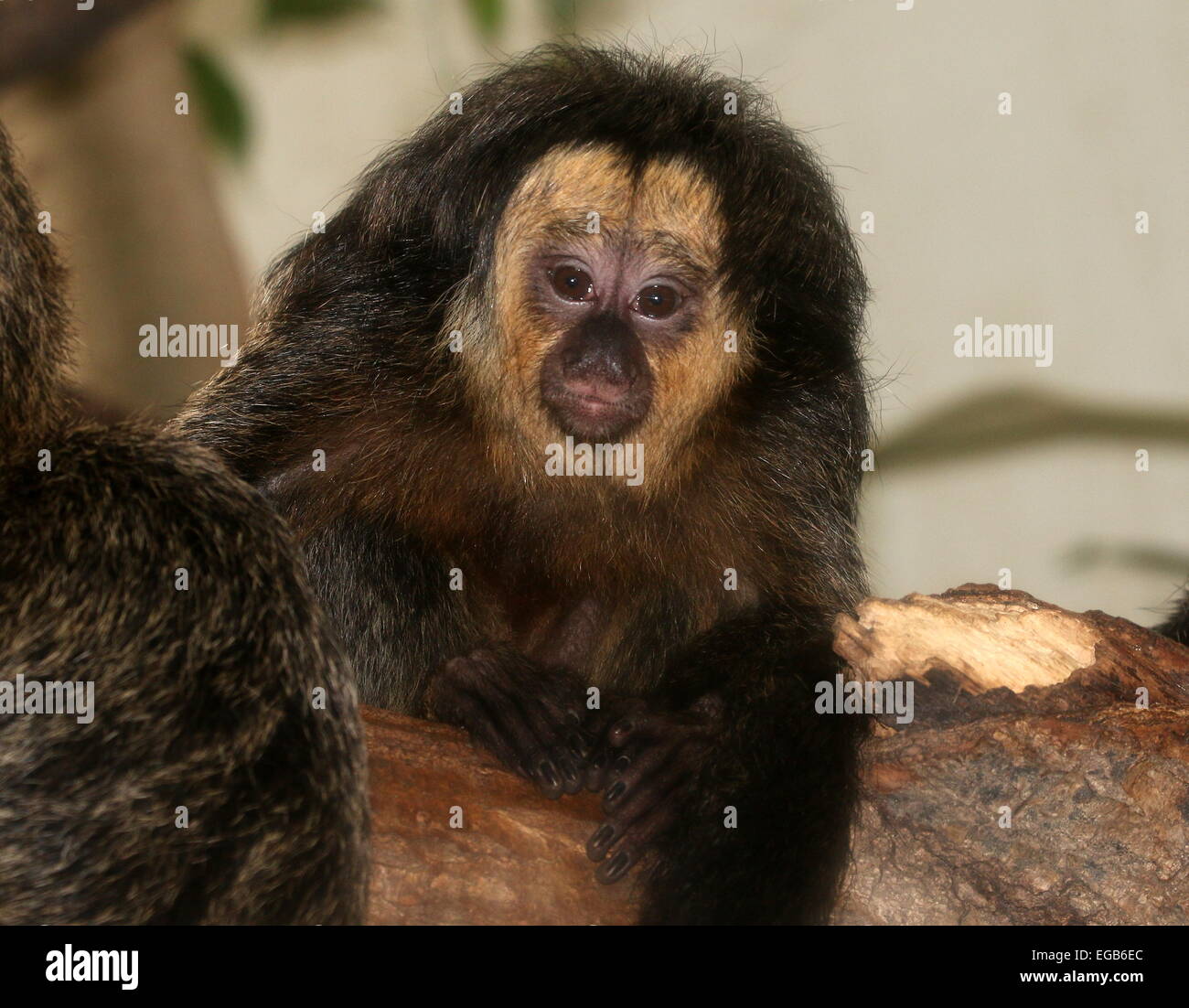 Young male South American white-faced saki monkey (Pithecia pithecia ...