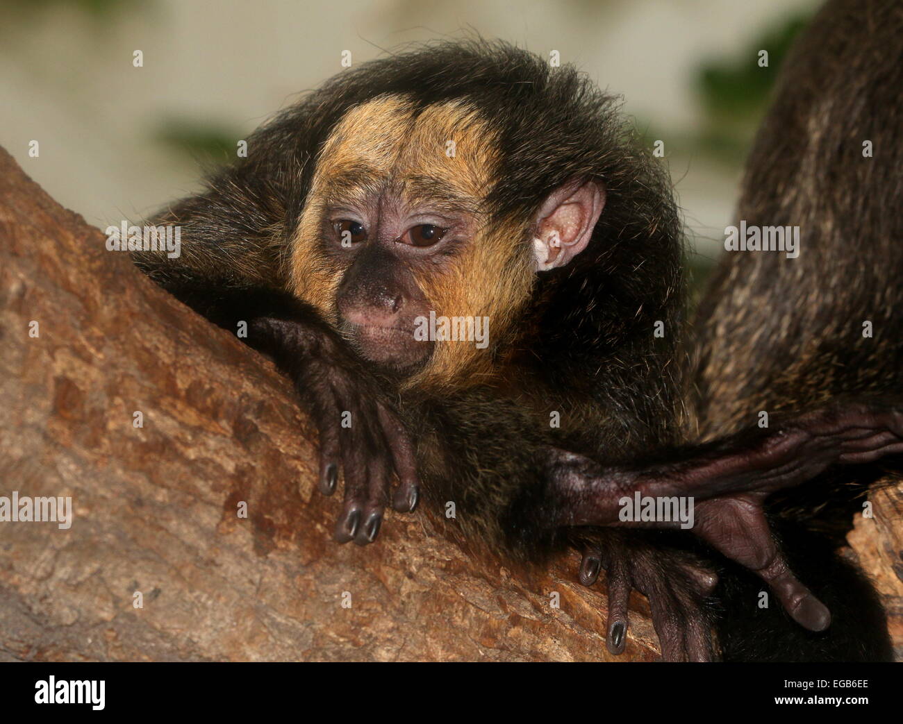 Lazy juvenile South American white-faced saki monkey (Pithecia pithecia ...
