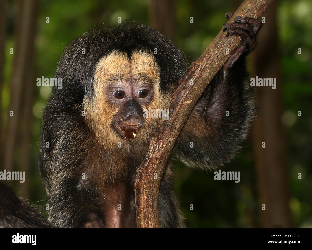 Young male South American white-faced saki monkey (Pithecia pithecia ...
