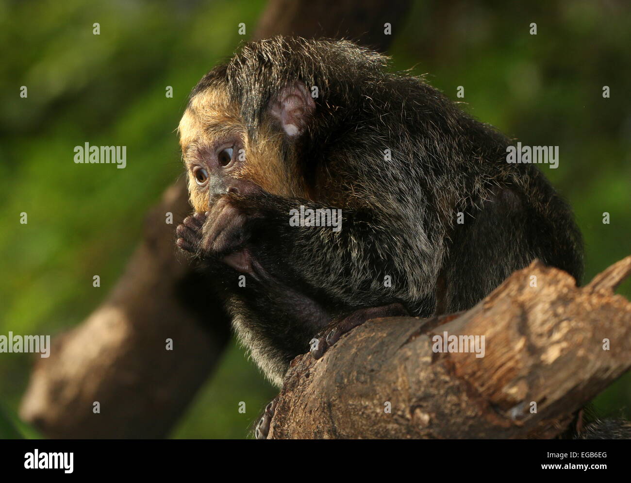 Young male South American white faced saki monkey (Pithecia pithecia ...