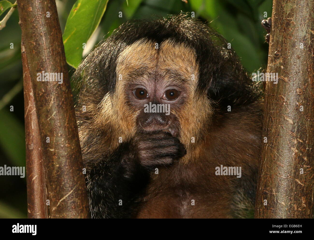 Coy juvenile South American white-faced saki monkey (Pithecia pithecia ...