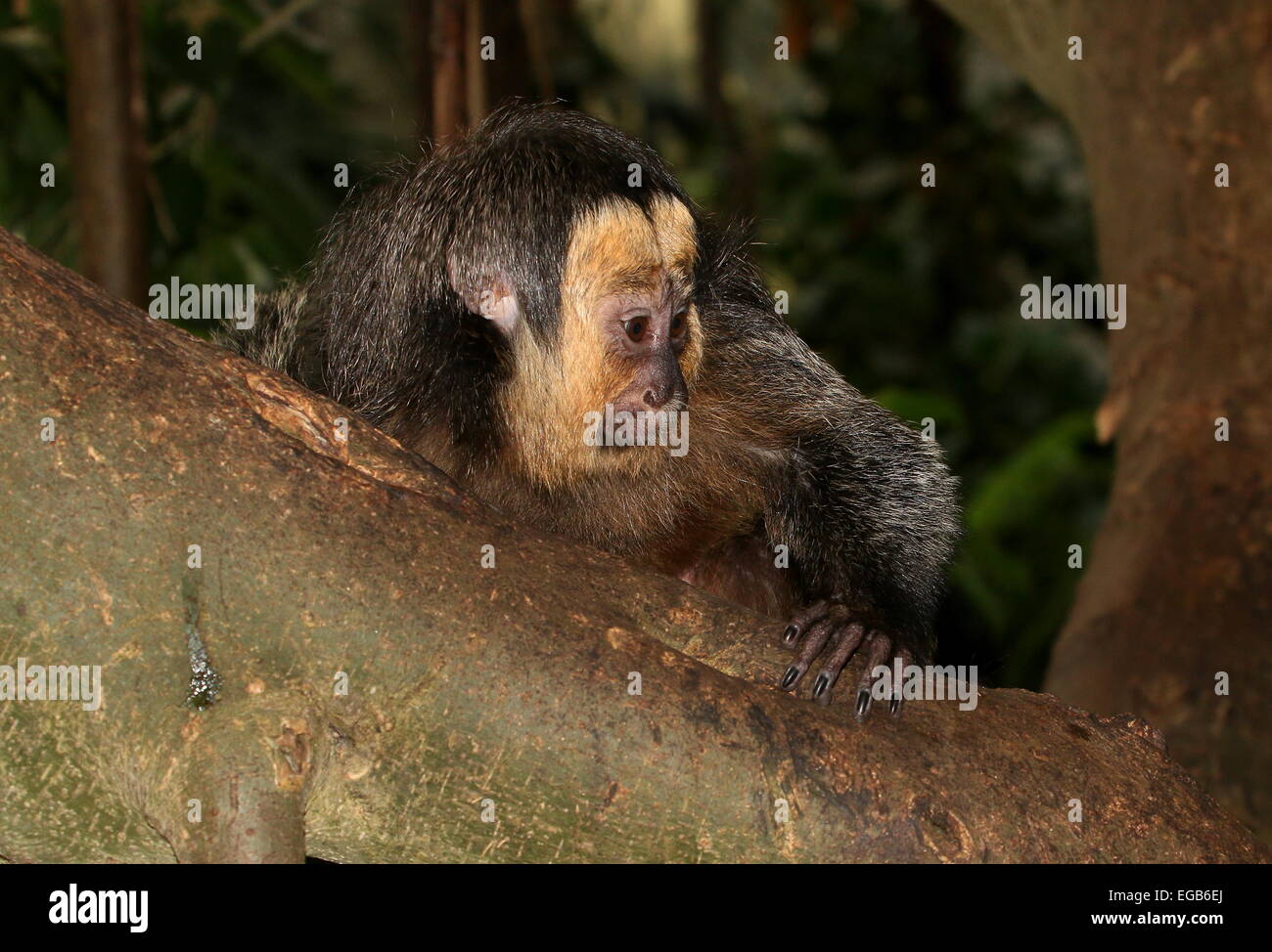 Young male South American white faced saki monkey (Pithecia pithecia ...