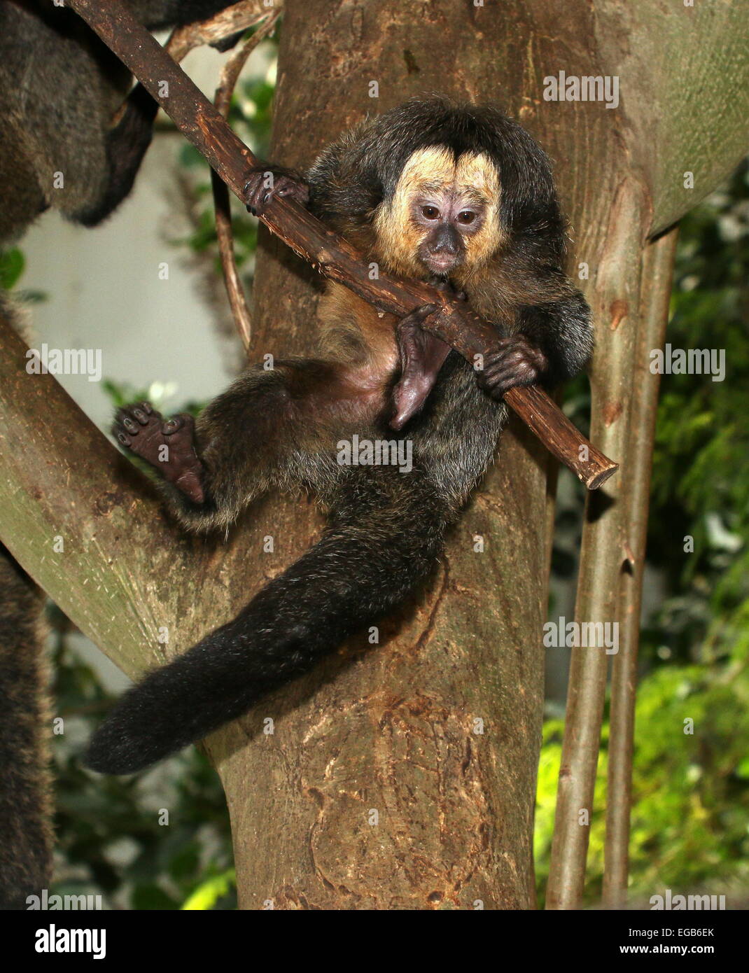 Young male South American white faced saki monkey (Pithecia pithecia ...