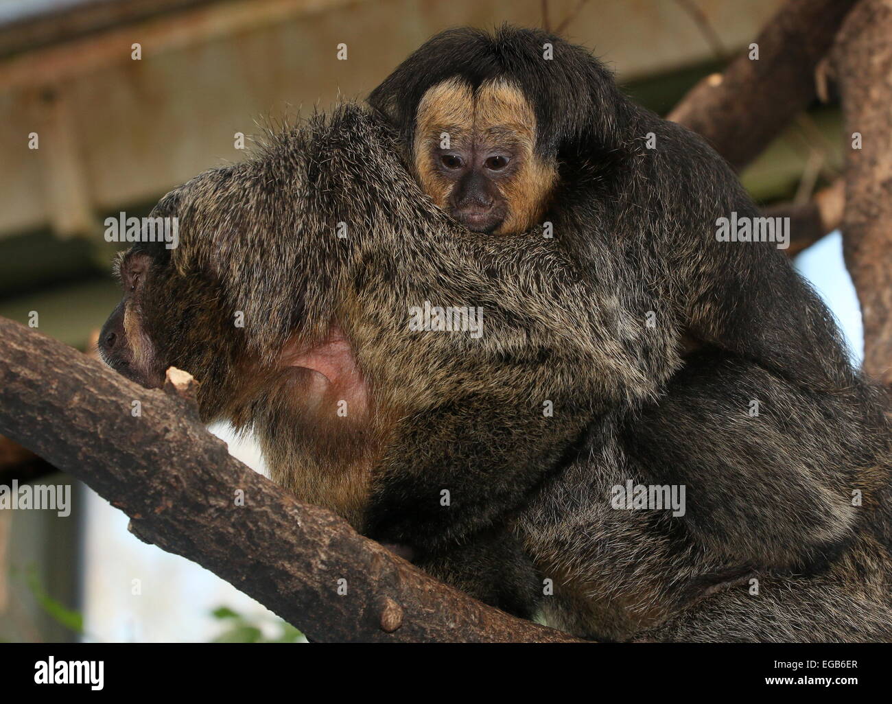 Brazil native american portrait hi-res stock photography and images - Alamy