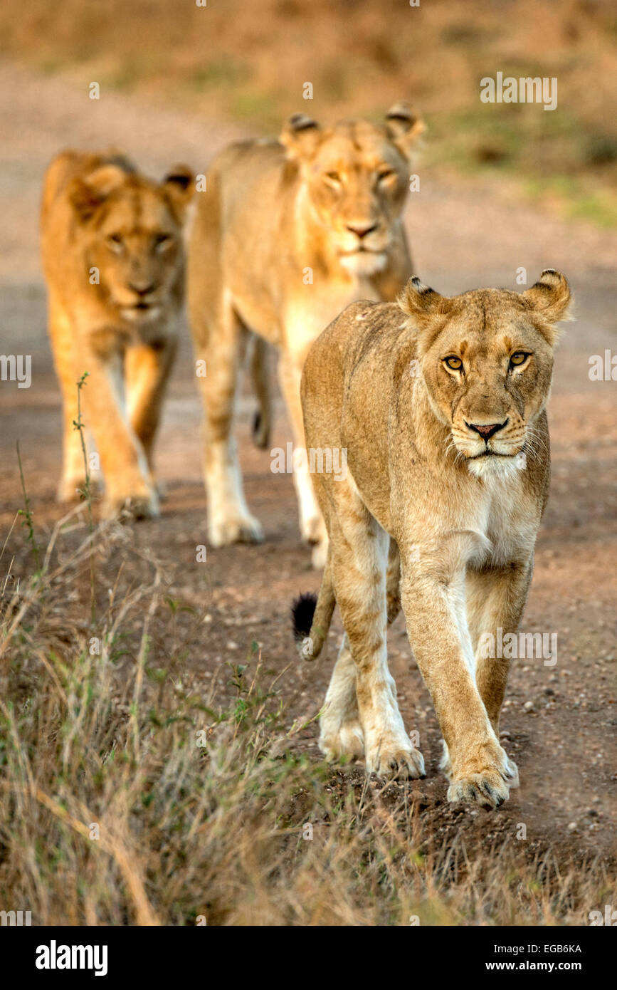 Line of Lions Stock Photo - Alamy