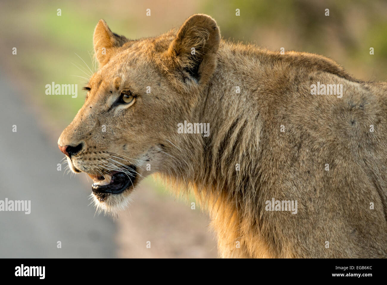 King of lion hi-res stock photography and images - Alamy