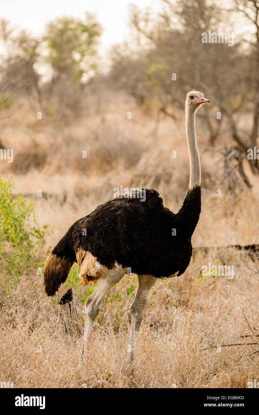 Strutting your stuff hi-res stock photography and images - Alamy