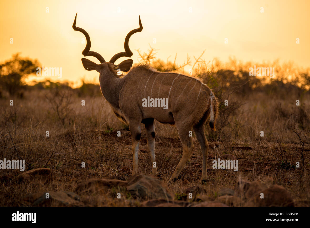 Kudu buck hi-res stock photography and images - Alamy