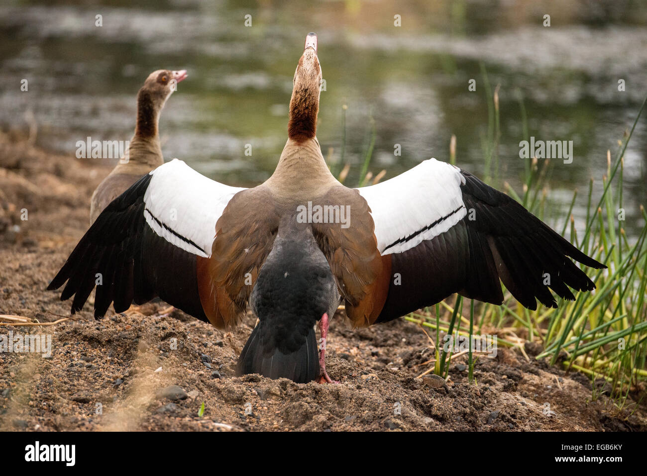 Egyptian goose stretching hi-res stock photography and images - Alamy