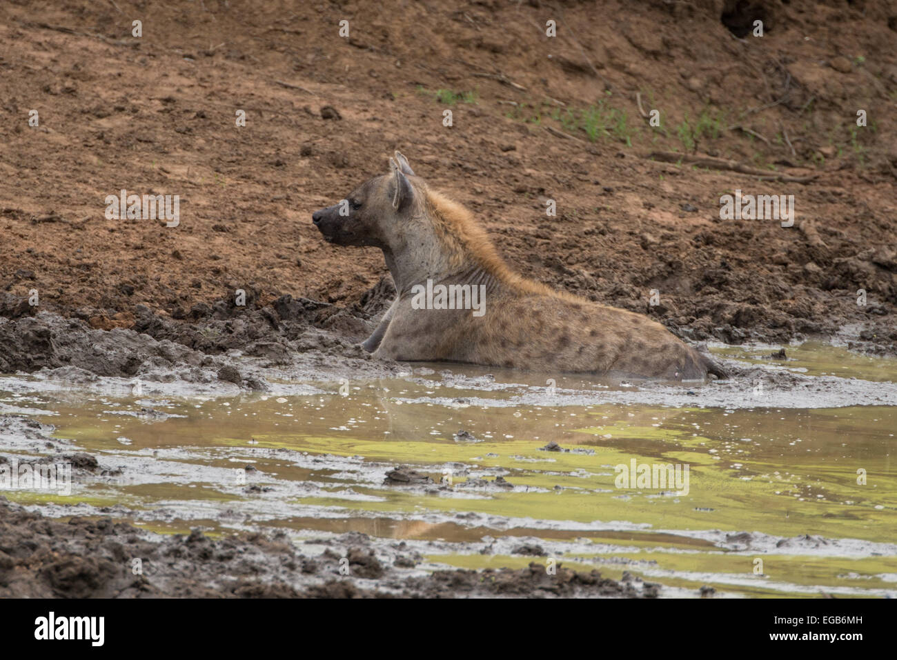 Mud hyena hi-res stock photography and images - Alamy