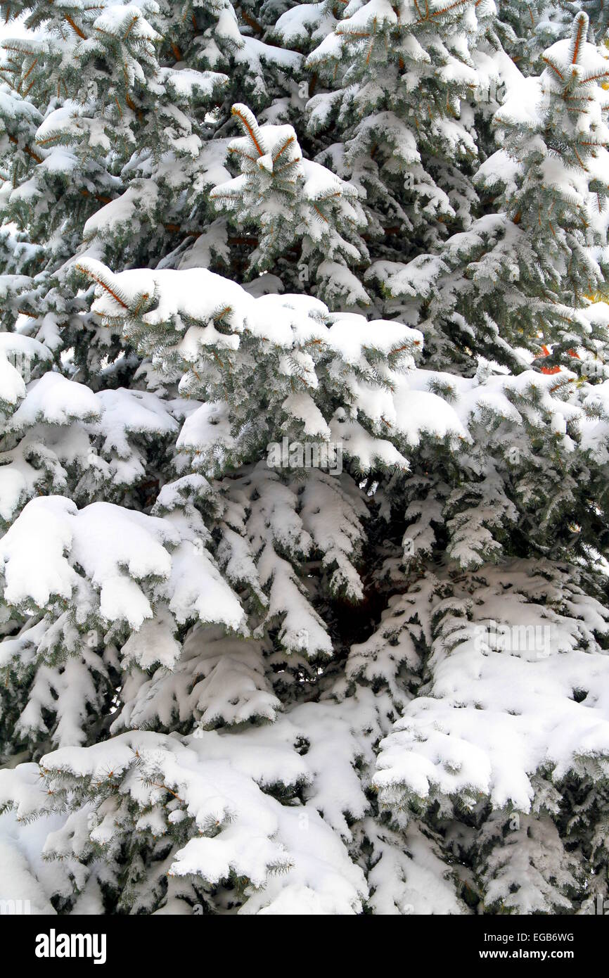 Snow covering a pine tree in Ontario, Canada Stock Photo - Alamy