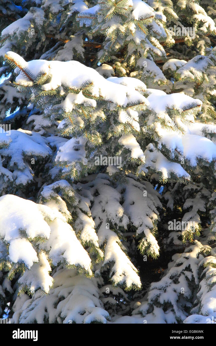 Snow covering a pine tree in Ontario, Canada Stock Photo - Alamy Snow covering a pine tree in Ontario, Canada Stock Photo - Alamy
