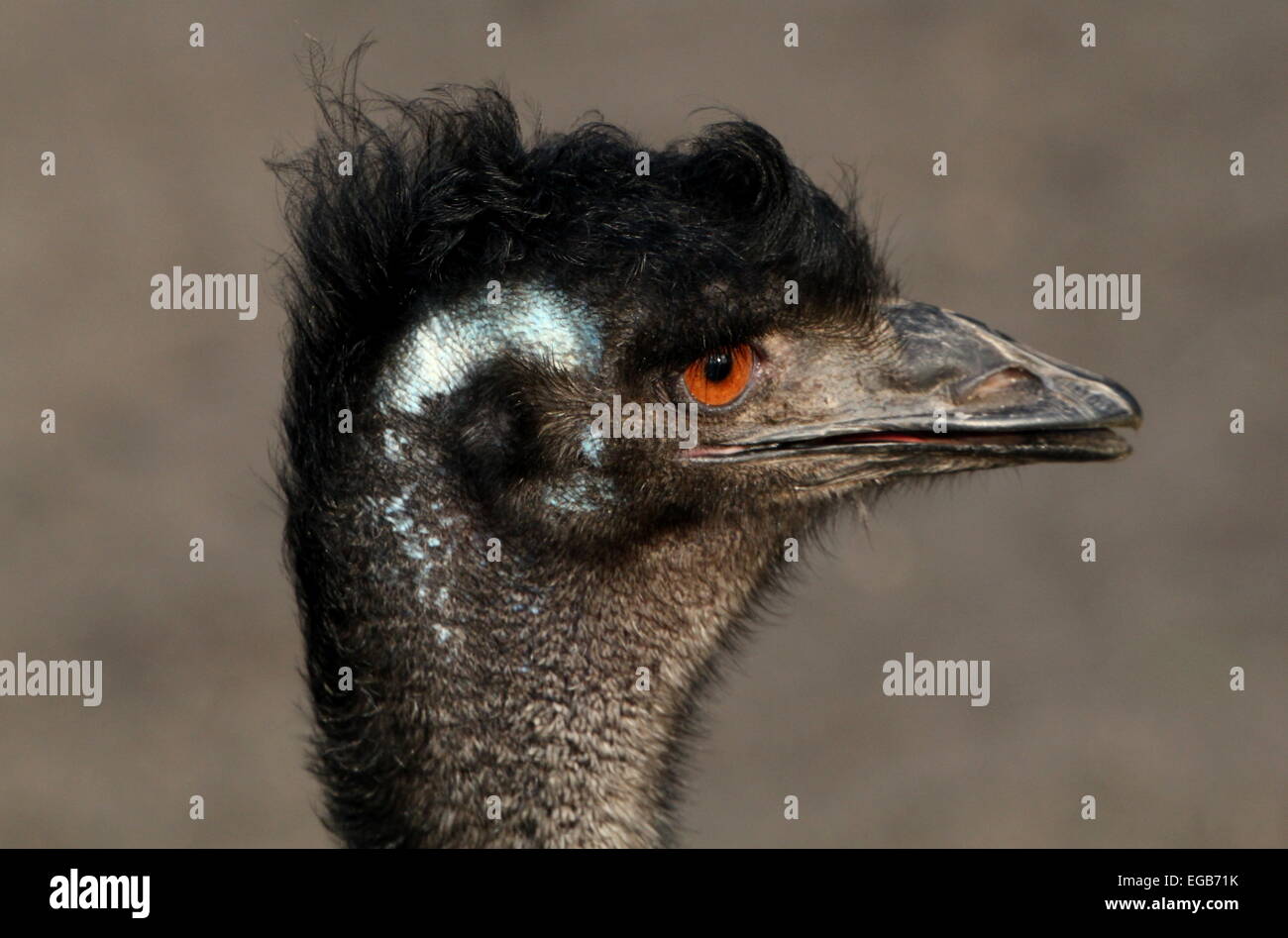 Emu head portrait hi-res stock photography and images - Alamy