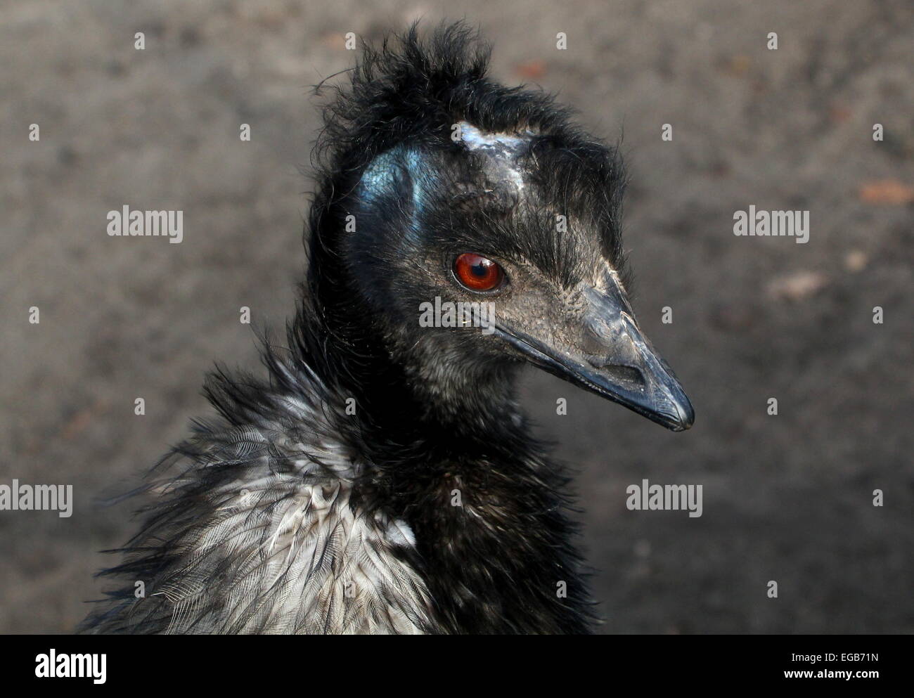 Detailed close-up of the head of a mature Australian Emu (Dromaius ...