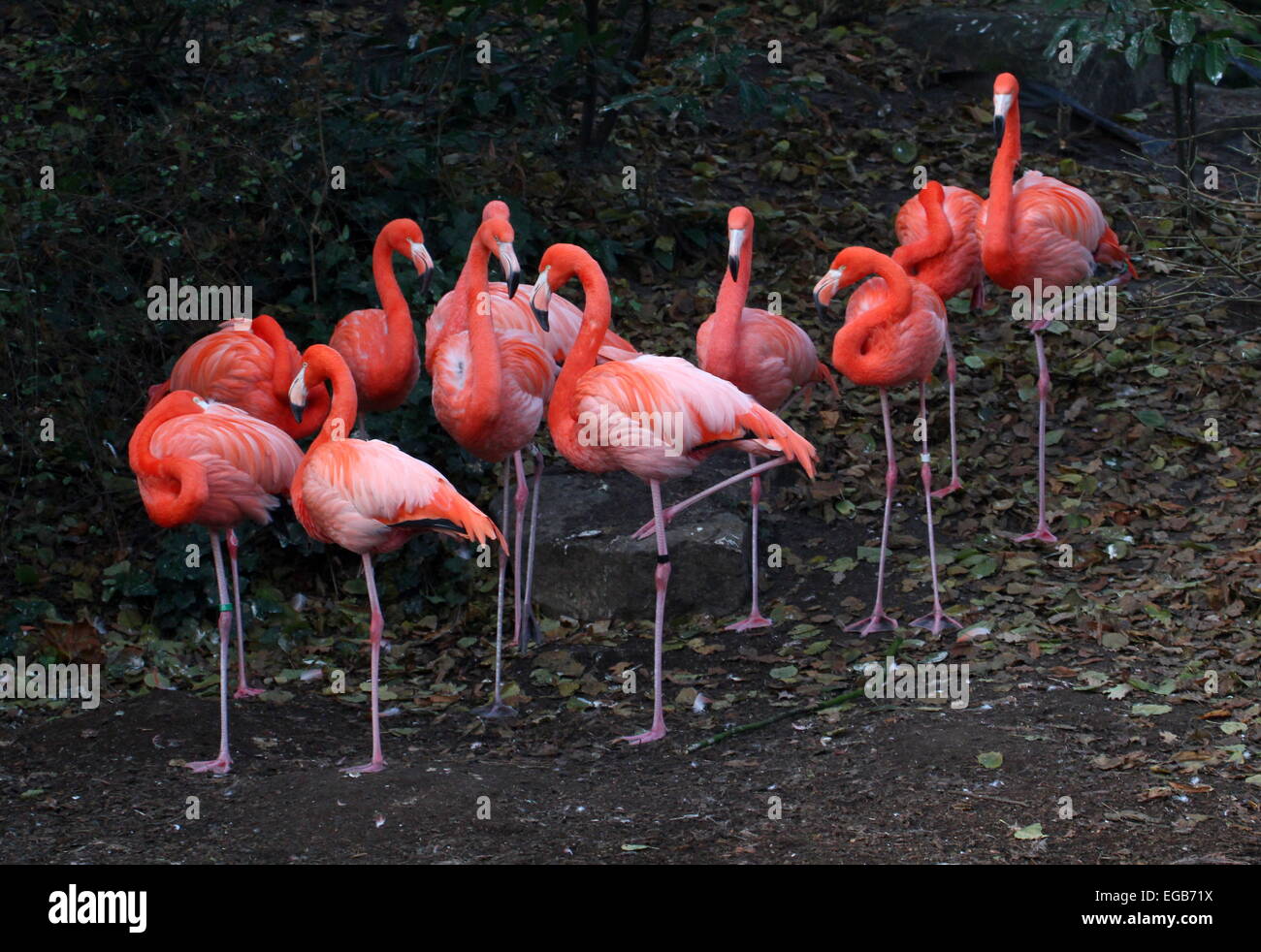 Rode flamingo hi-res stock photography and images - Alamy