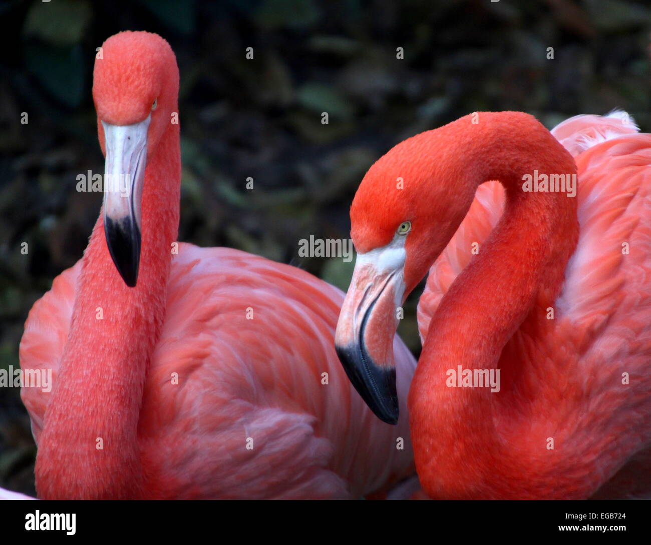Rode flamingo hi-res stock photography and images - Alamy
