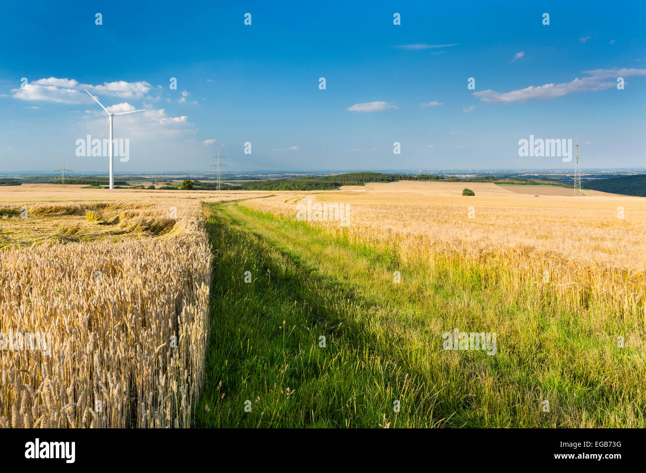 Beautiful landscape in the North Eifel in Germany, with a rye field in ...