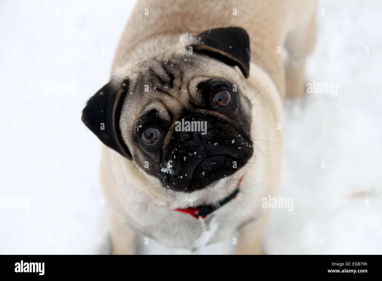 Pug snow hi-res stock photography and images - Alamy