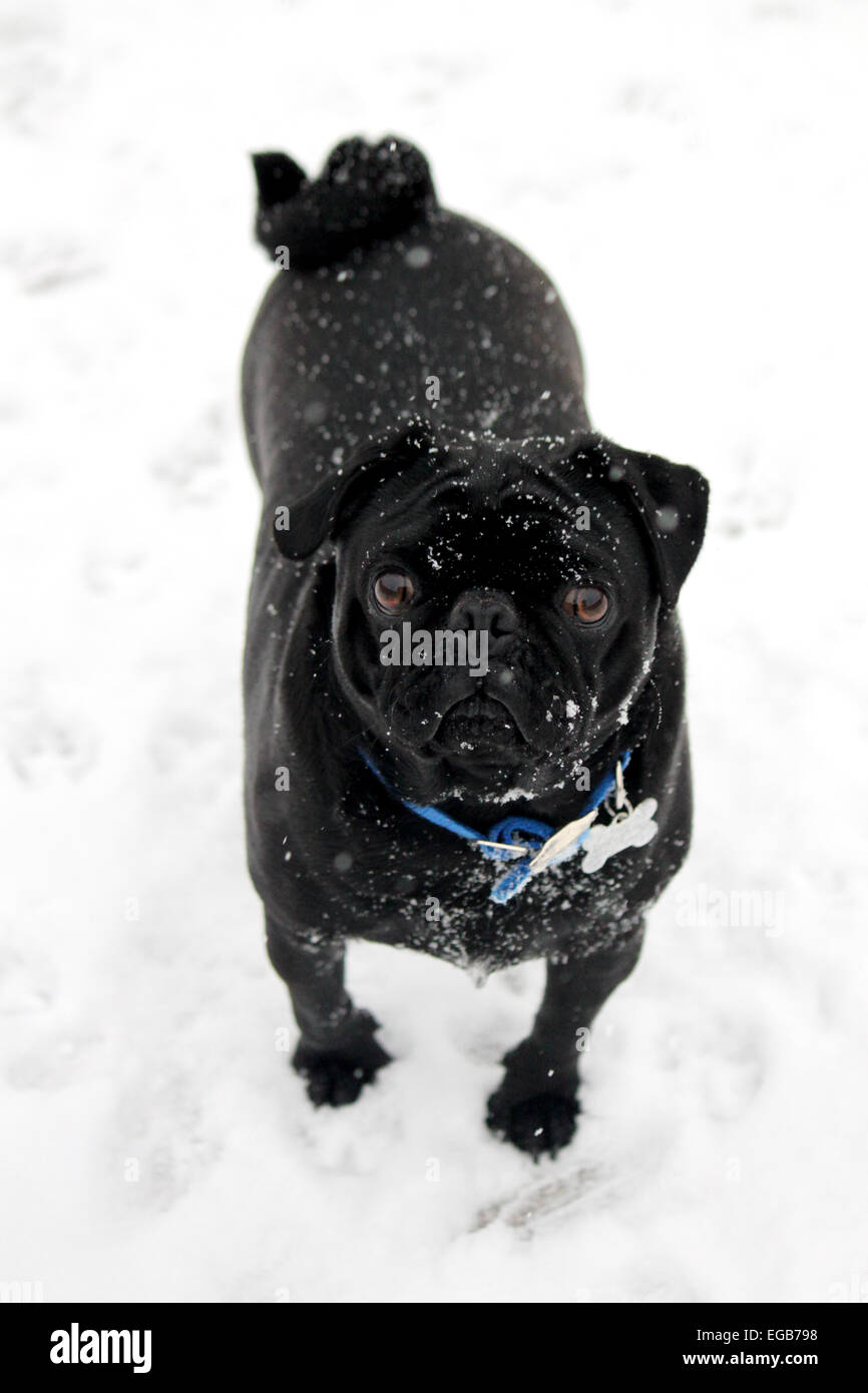 Pug snow hi-res stock photography and images - Alamy