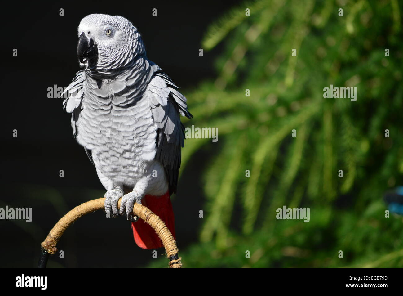 African grey parrot hi-res stock photography and images - Alamy