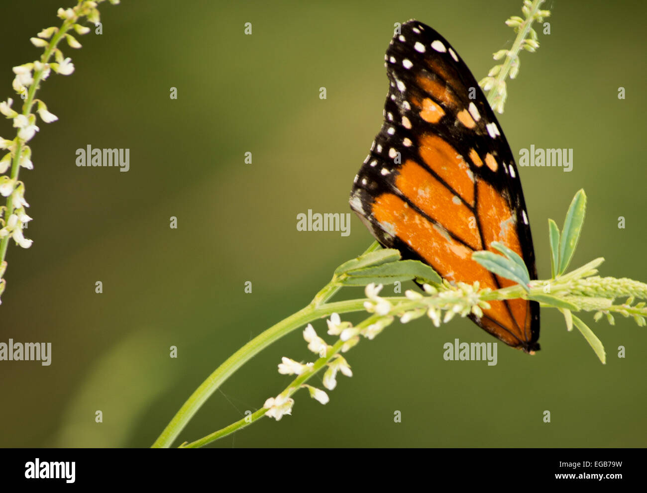 Butterfly broken wing High Resolution Stock Photography and Images - Alamy