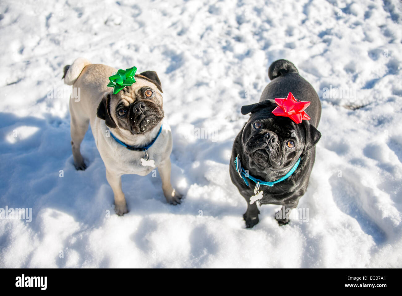A couple of pugs wearing bows on their heads Stock Photo - Alamy