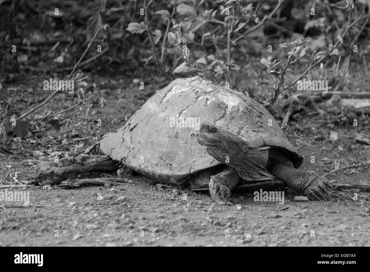 Old Turtle High Resolution Stock Photography and Images - Alamy