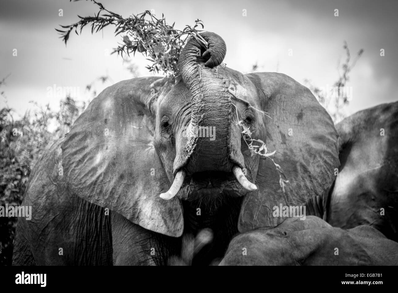 Elephant waving its trunk hi-res stock photography and images - Alamy