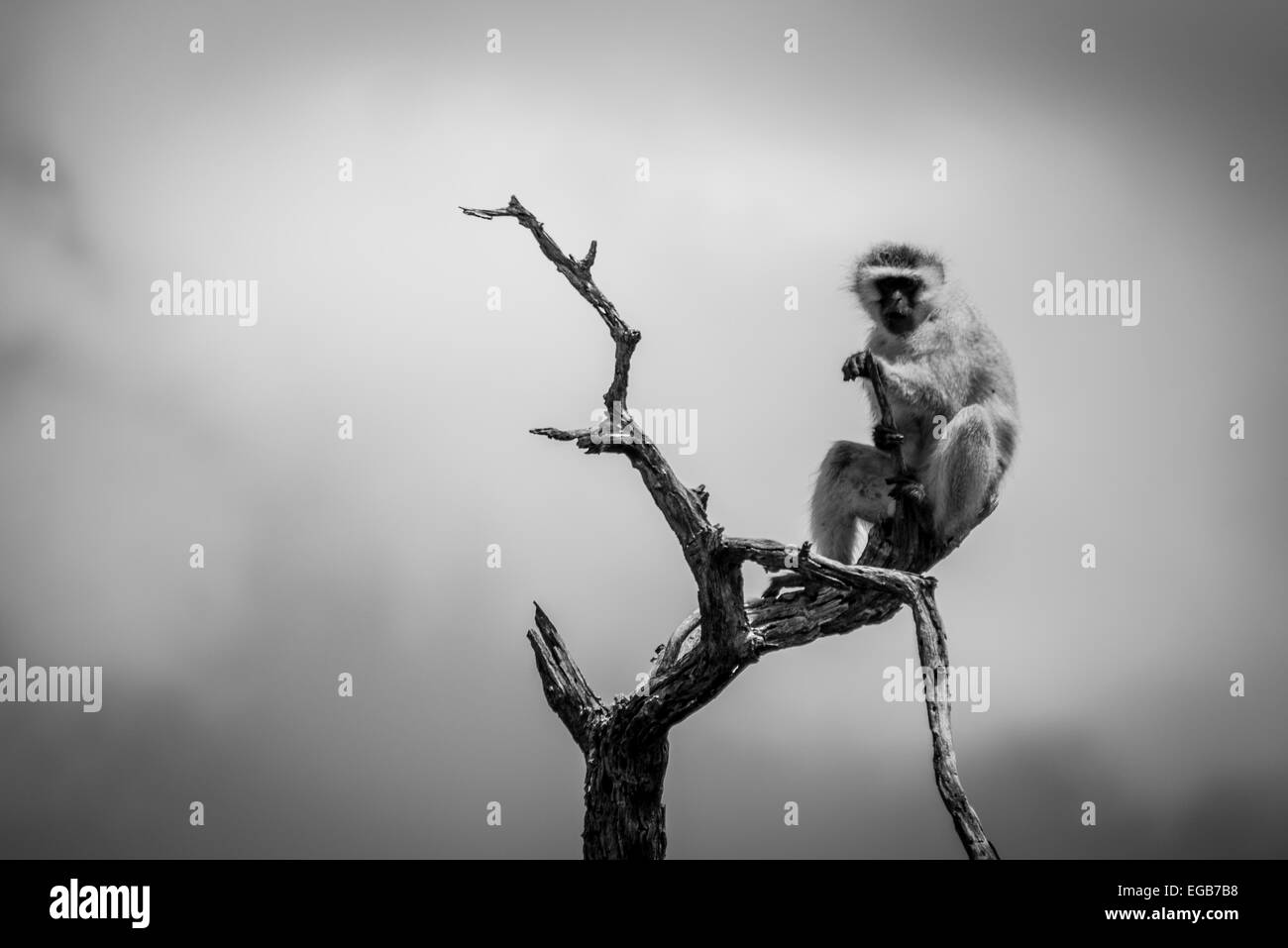 Monkey tree animal wildlife Black and White Stock Photos & Images - Alamy