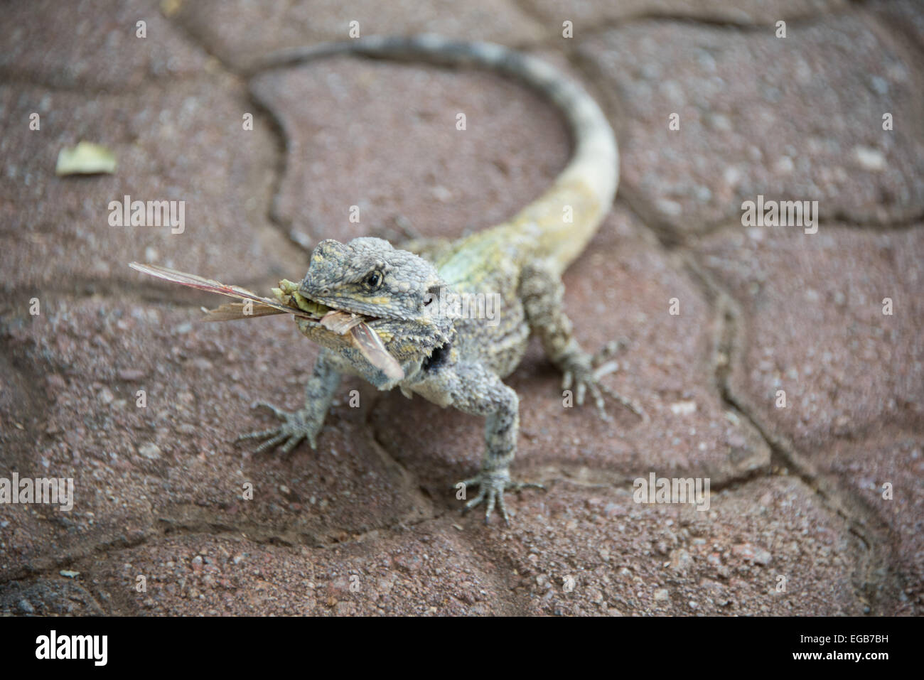 Lizard Eating Grasshopper High Resolution Stock Photography and Images ...